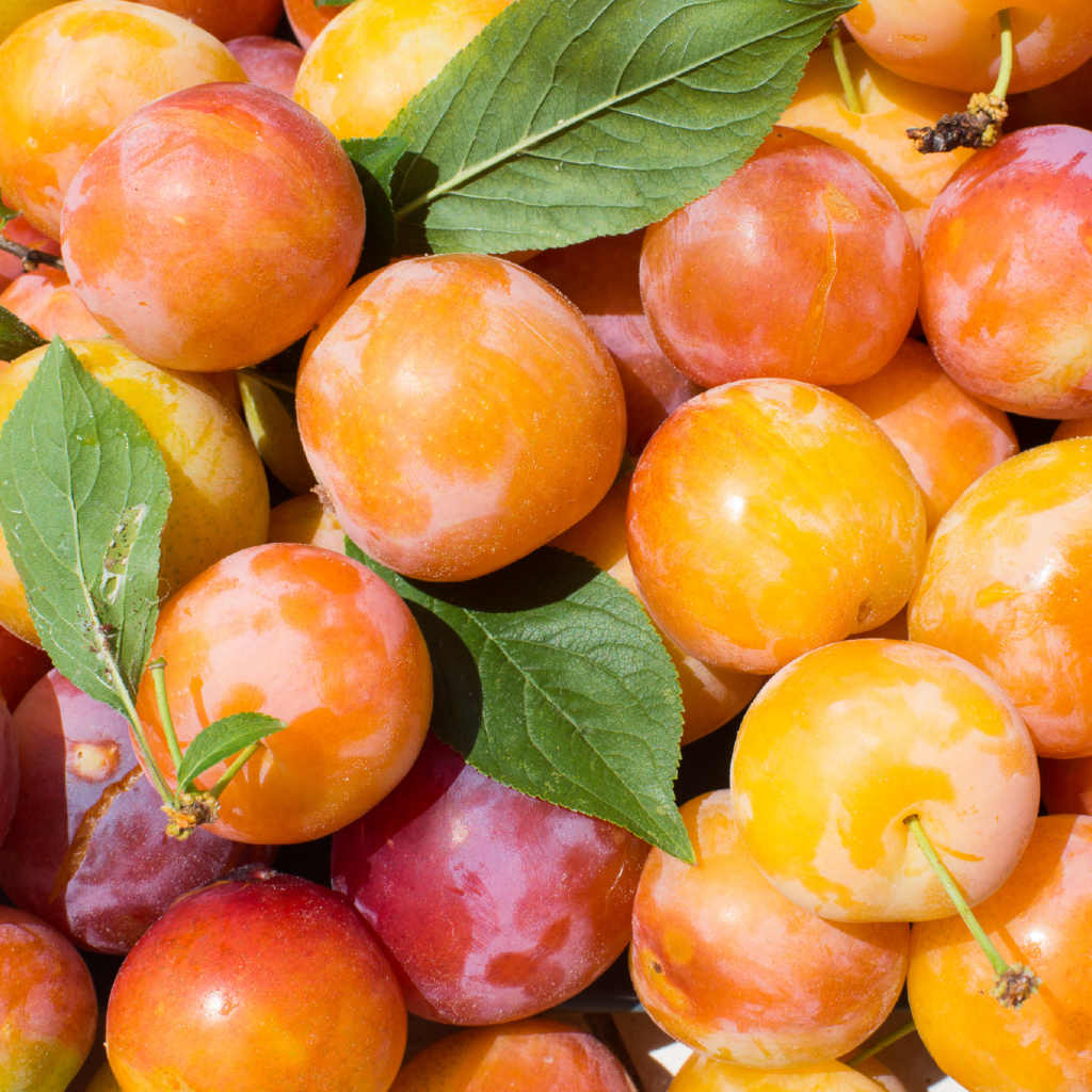 Mirabelle - L'Angélys : Maître Artisan Glacier - Charente maritime
